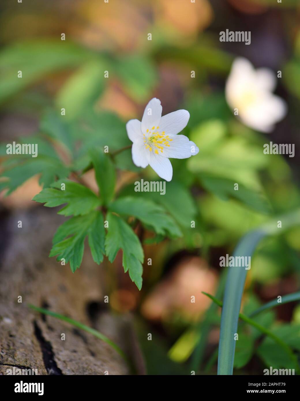 Single anemone with leaf background hi-res stock photography and images ...