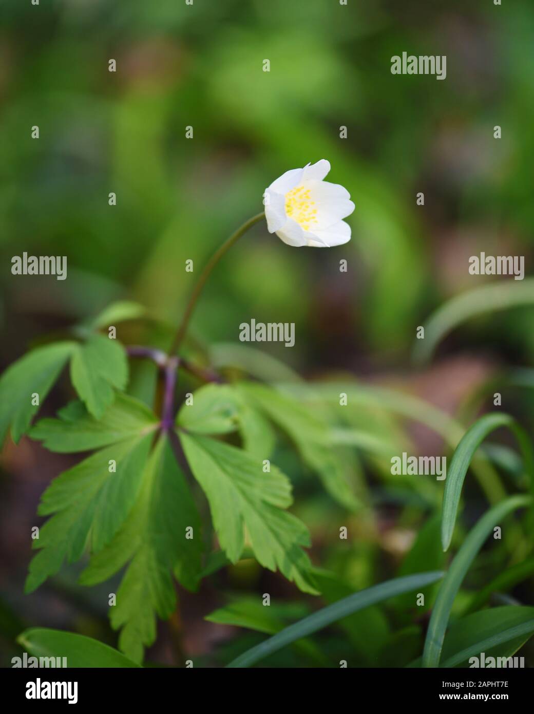 Single anemone with leaf background hi-res stock photography and images ...