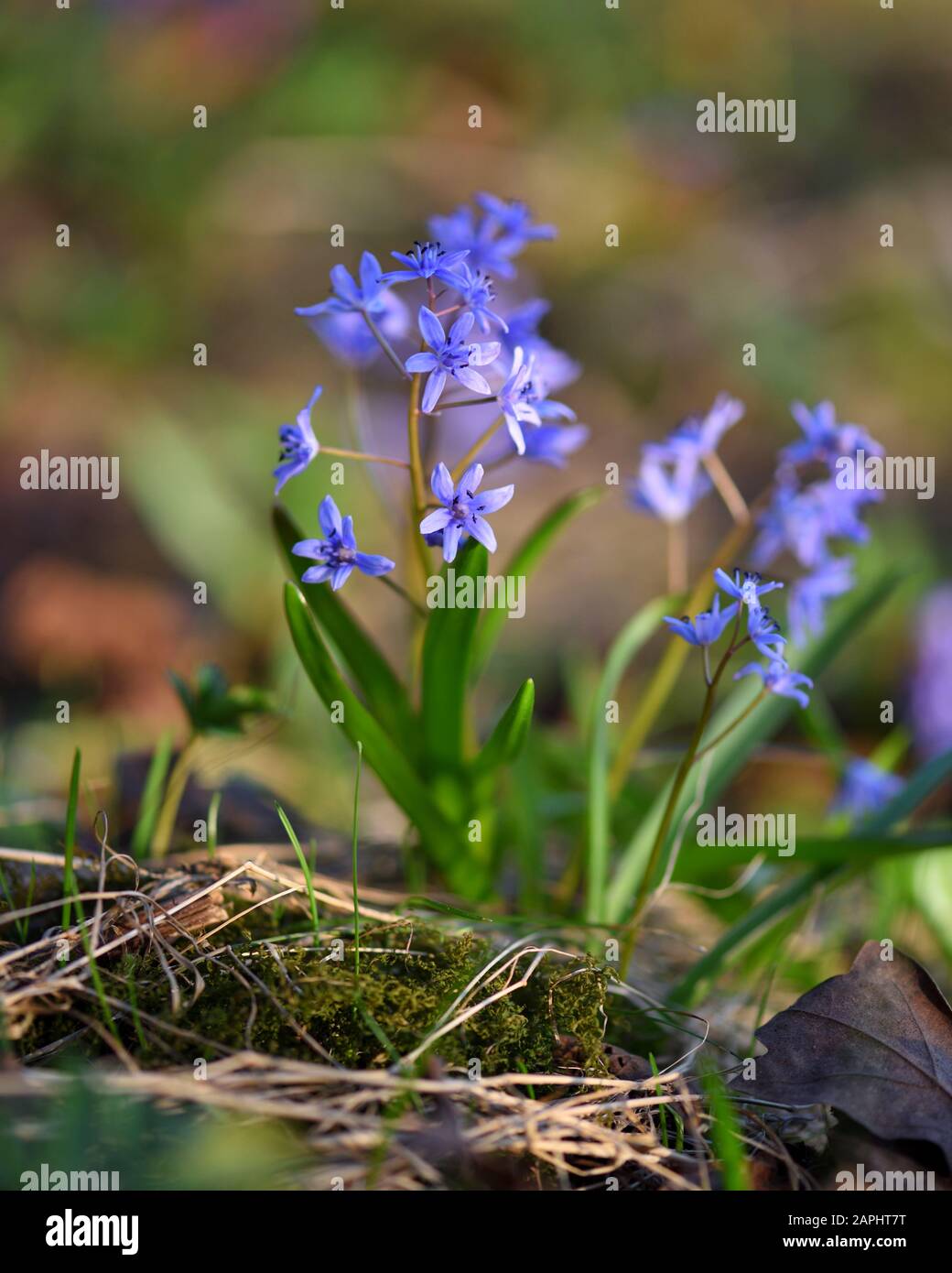 Spring flowers in a forest. Scilla Bifolia Stock Photo - Alamy