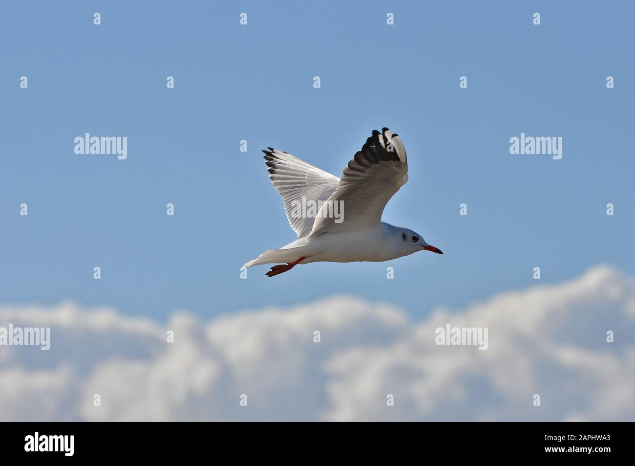 A seagull flying high in the blue sky Stock Photo - Alamy
