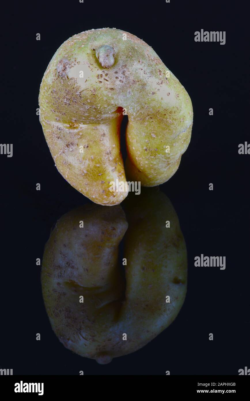 deformed organic potato in macro, on black background Stock Photo - Alamy