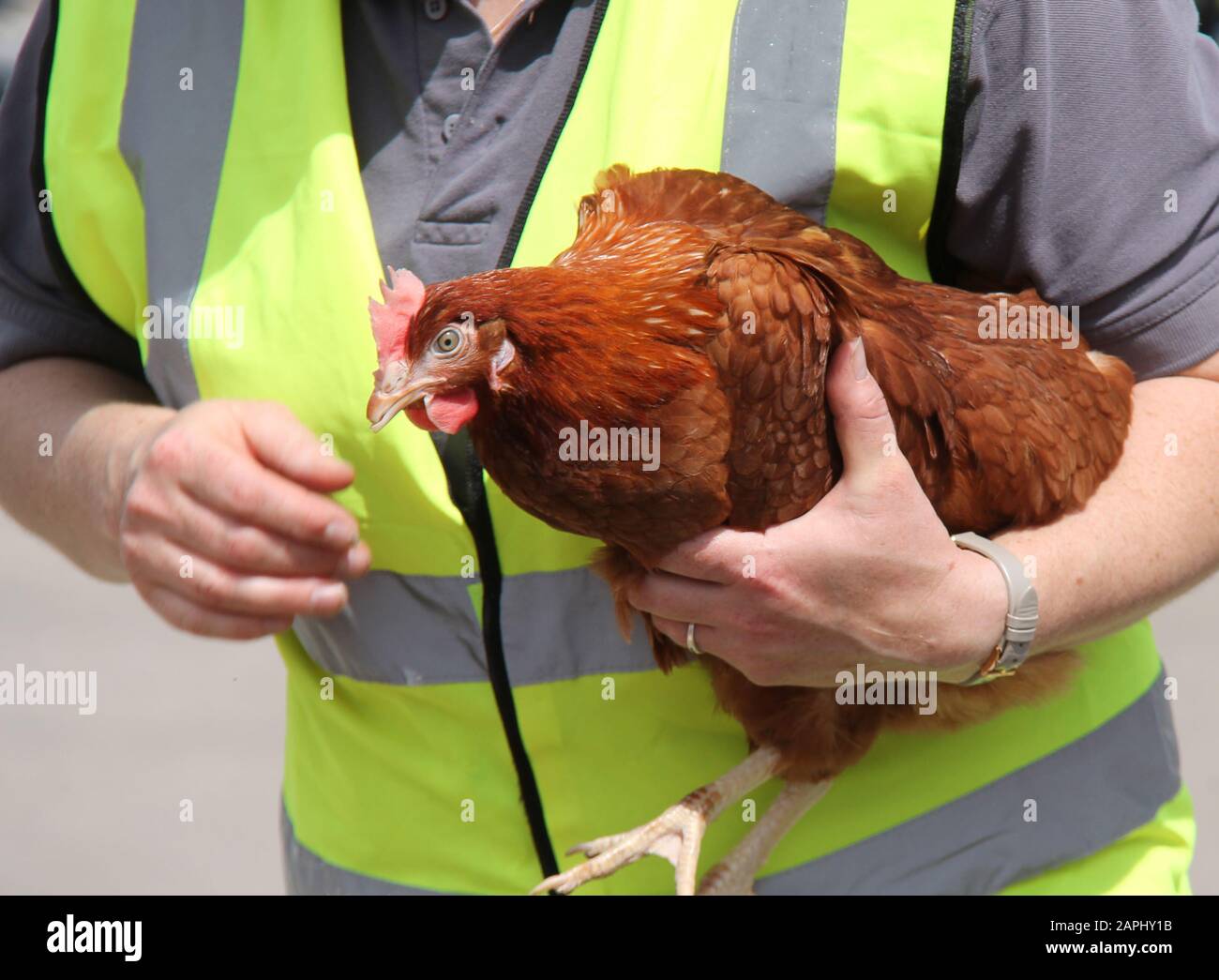 An Egg Laying Chicken Being Held by the Owner Stock Photo - Alamy