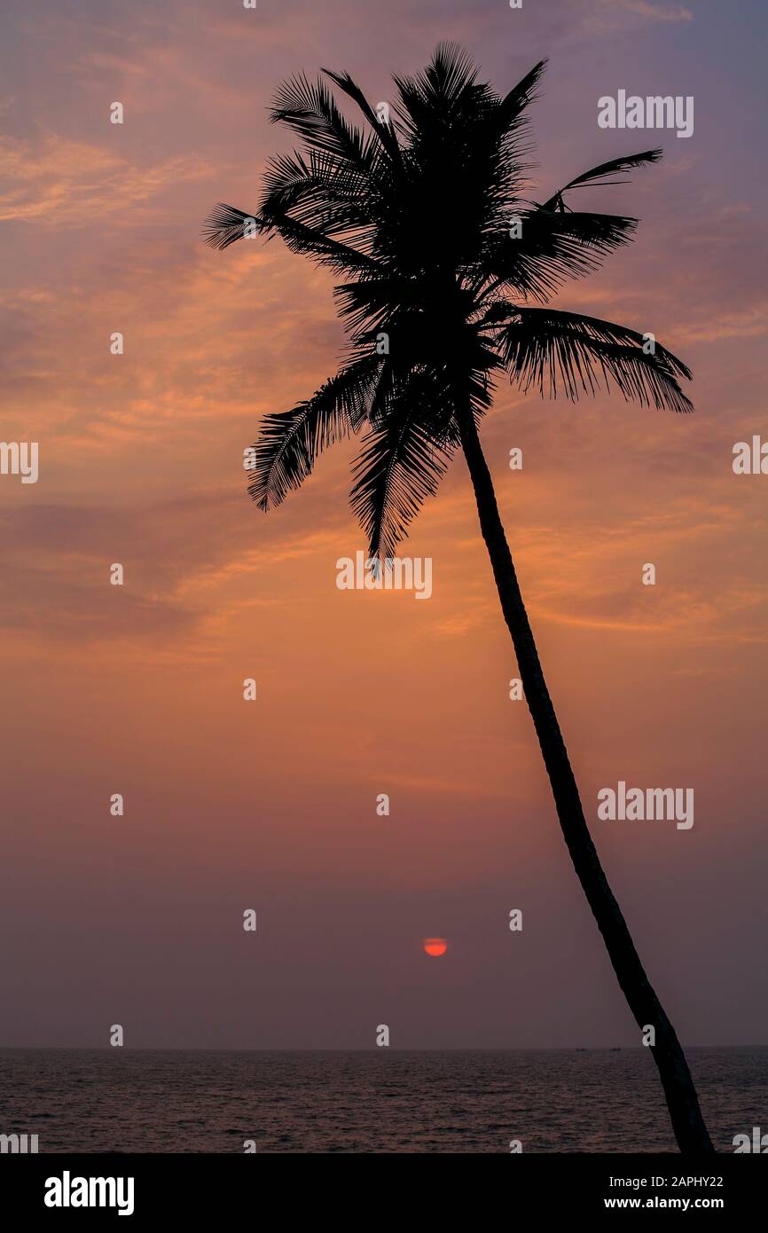 Goan palm tree and red sunset Stock Photo - Alamy