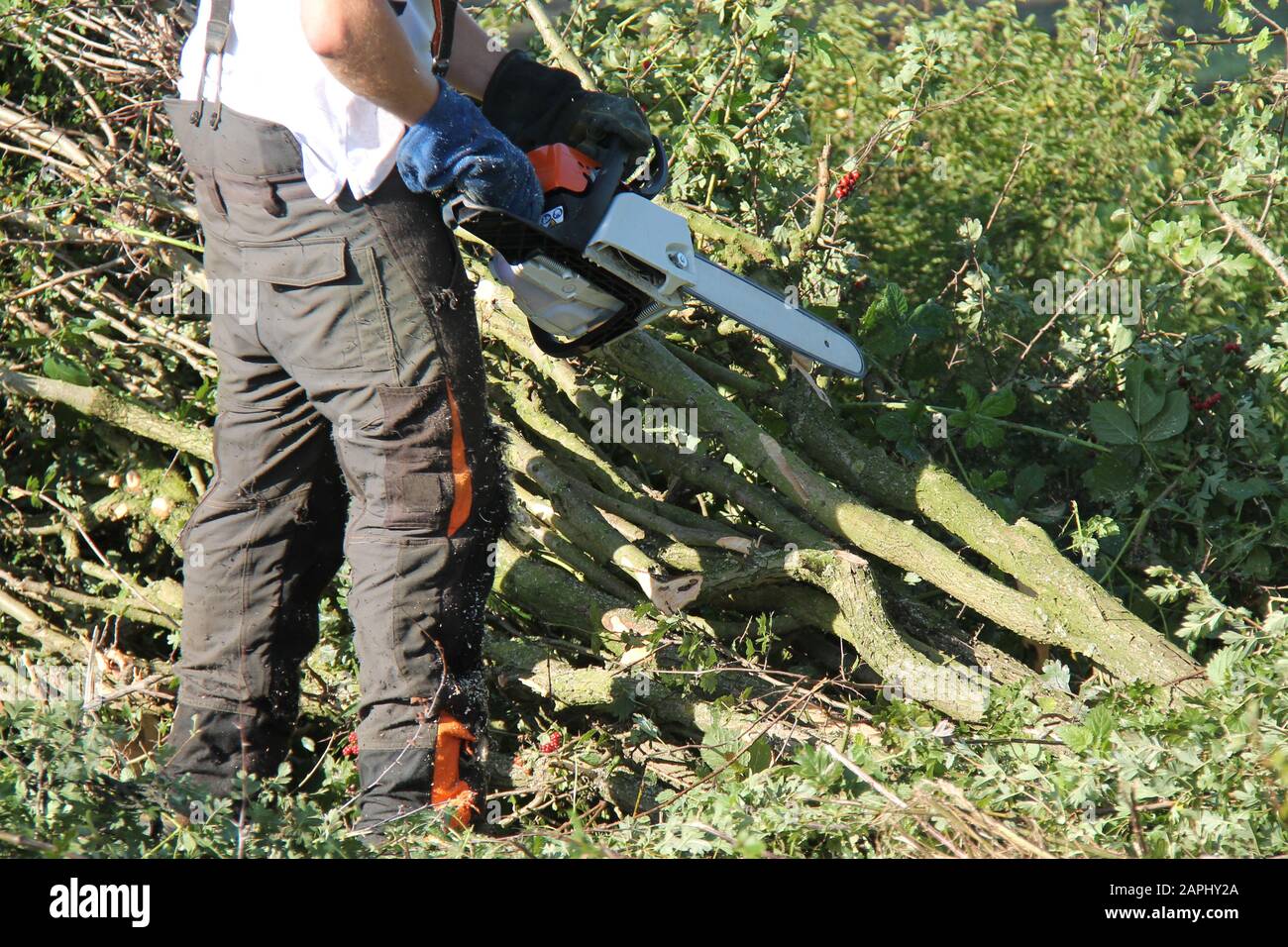 Preparing Hedge Laying Plashing with a Chain Saw Stock Photo - Alamy