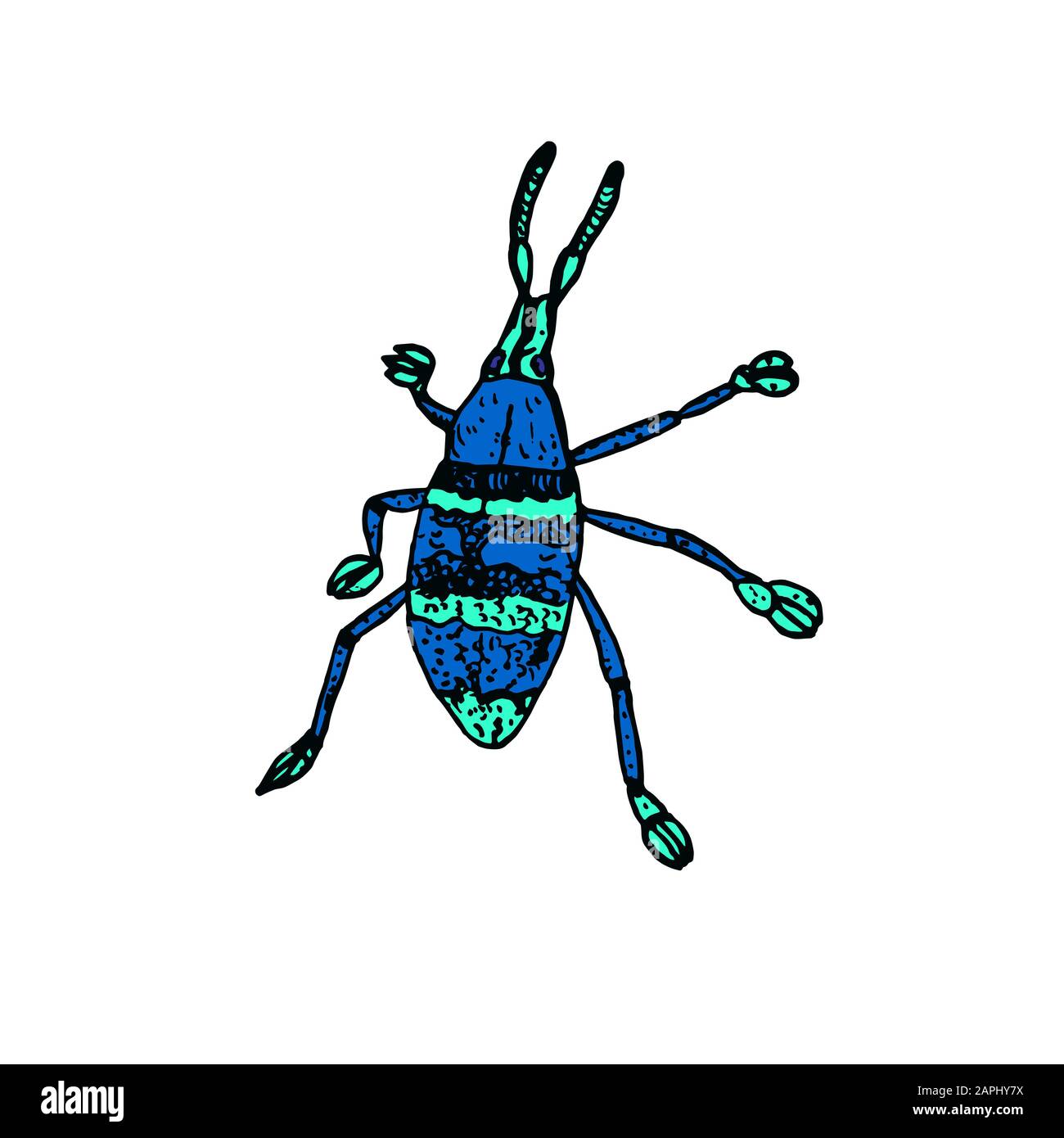 Eupholus magnificus beetle, top view, blue and green stripes, hand ...