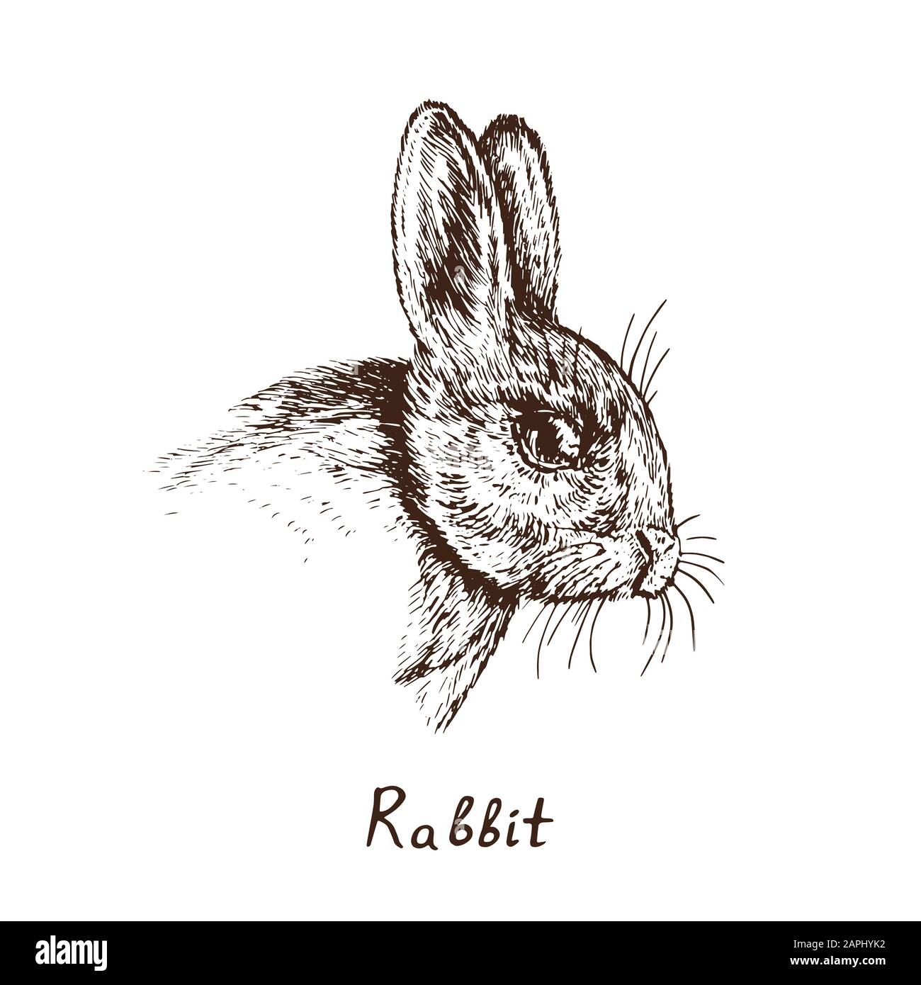 Rabbit (hare) face close up detail, hand drawn gravure style, sketch ...