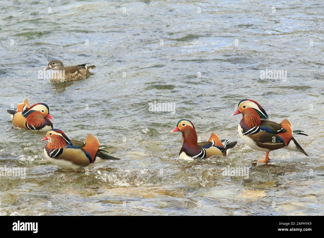 Japan ducks hi-res stock photography and images - Alamy