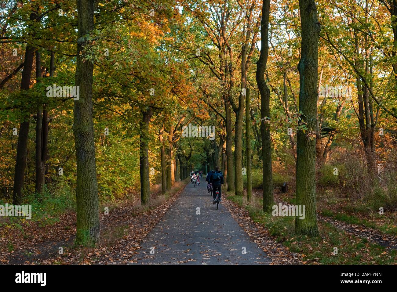 Bike path through an autumnal forest, bike path with cyclists, autumn ...