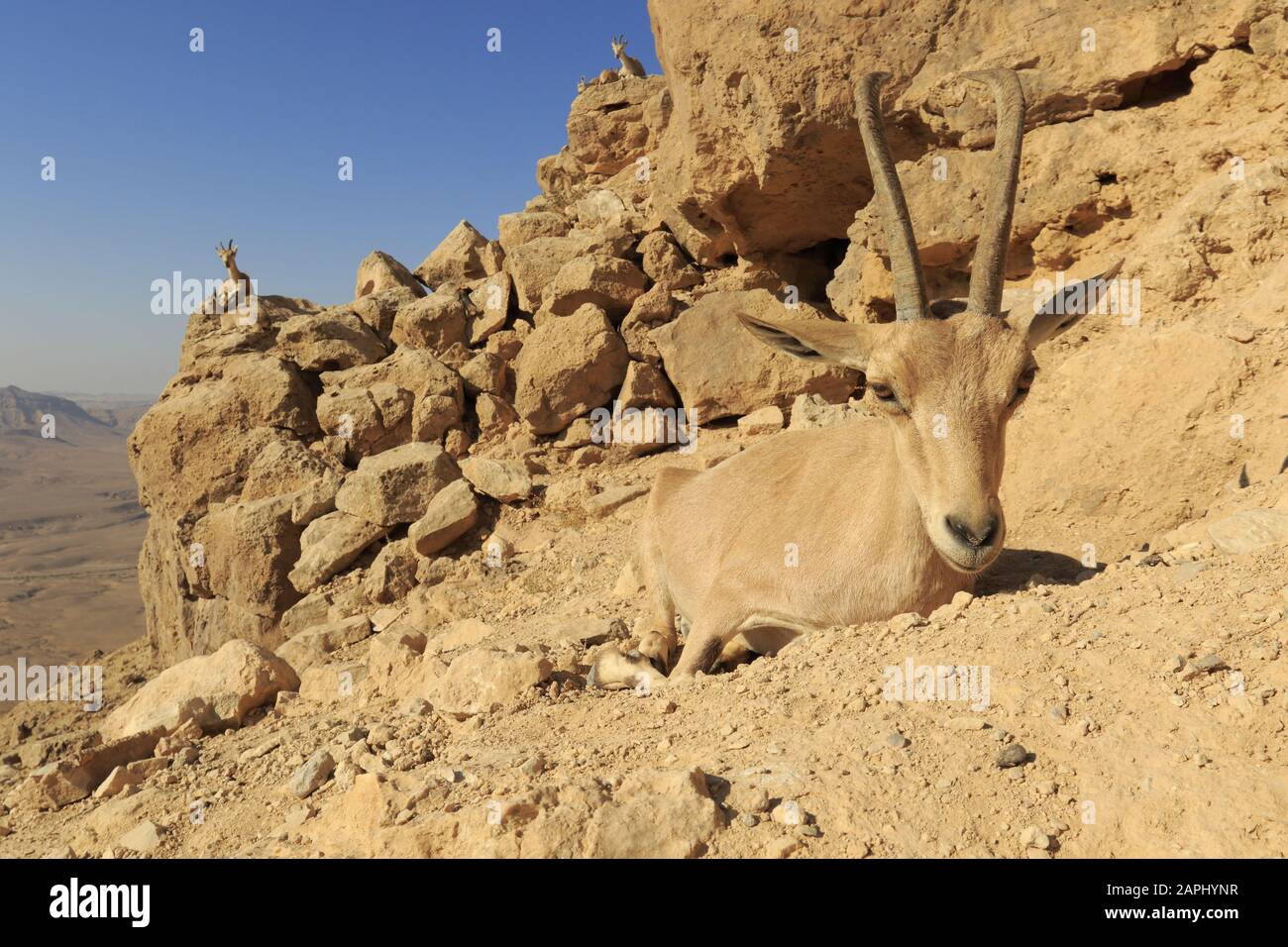 Nubian Ibex in the Neguev desert Stock Photo - Alamy