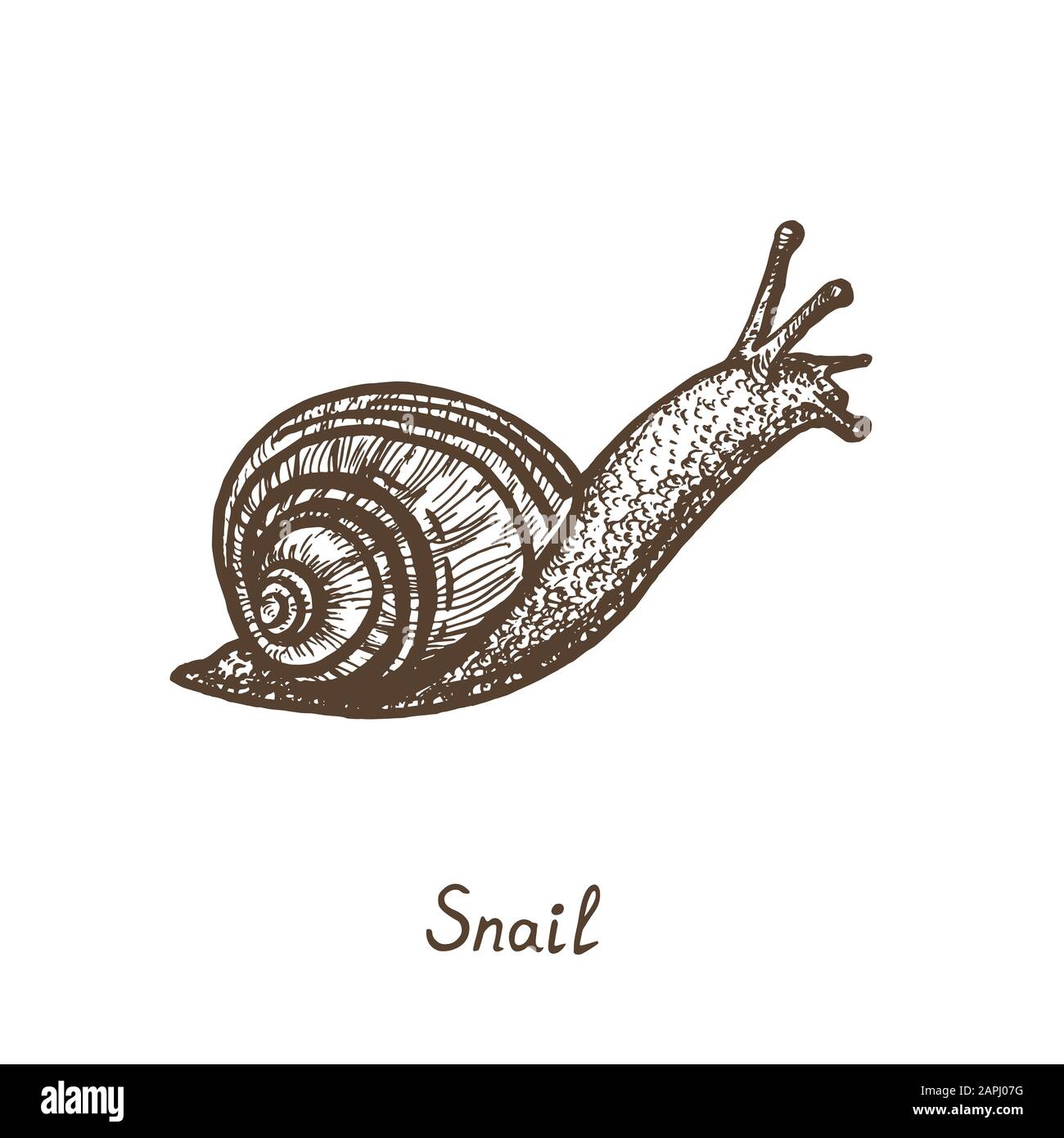 Snail crawling, side view, hand drawn gravure style, sketch ...