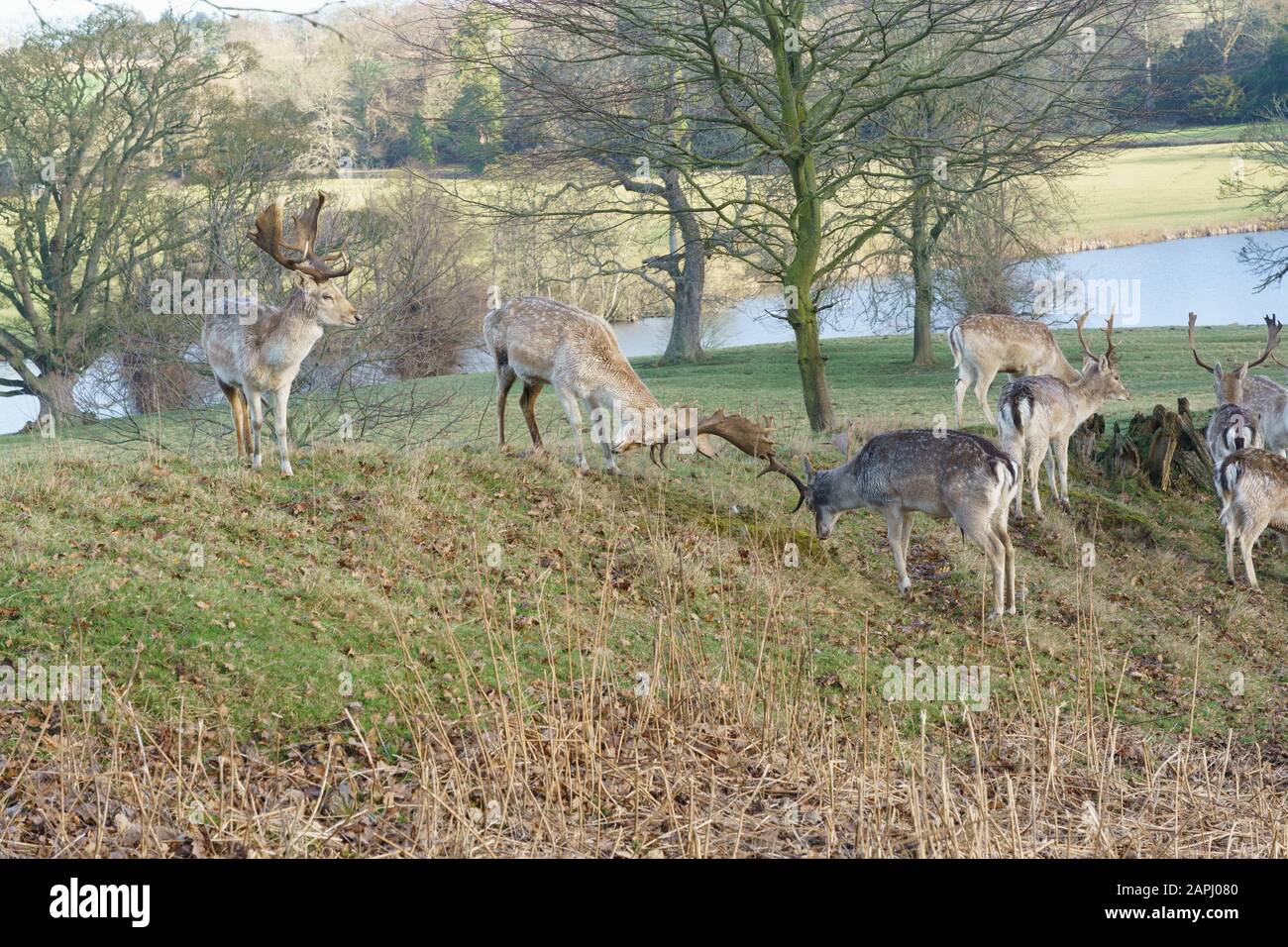 Rutting Fallow Deer with large antlers locked together, Ripley Deer ...