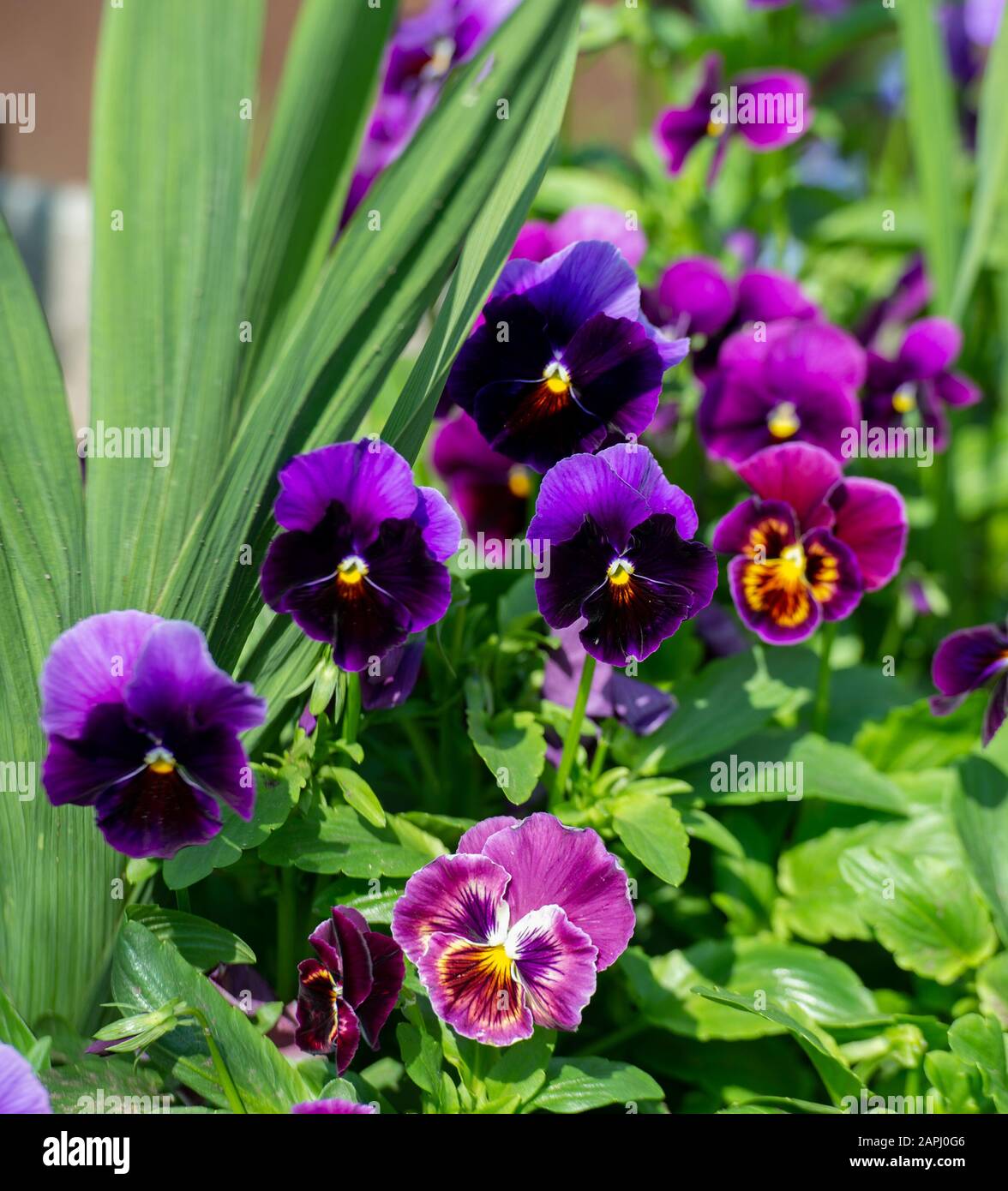 Pansies blooms hi-res stock photography and images - Alamy