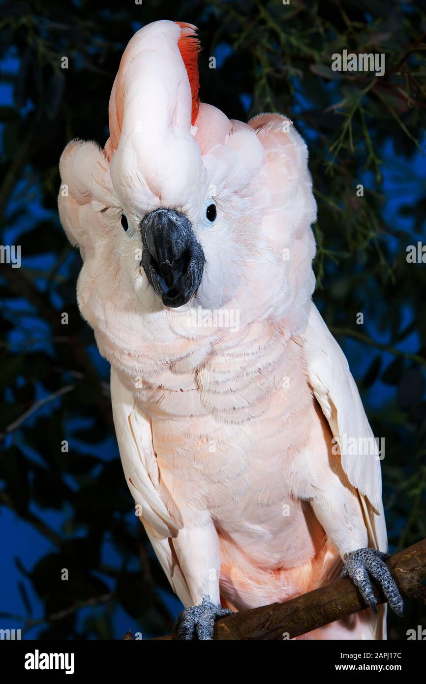 Salmon-Crested Cockatoo or Moluccan Cockatoo, cacatua moluccensis ...