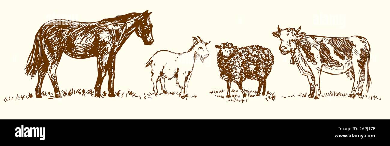 Farm animal collection, horse, goat, sheep, cow standing on meadow ...