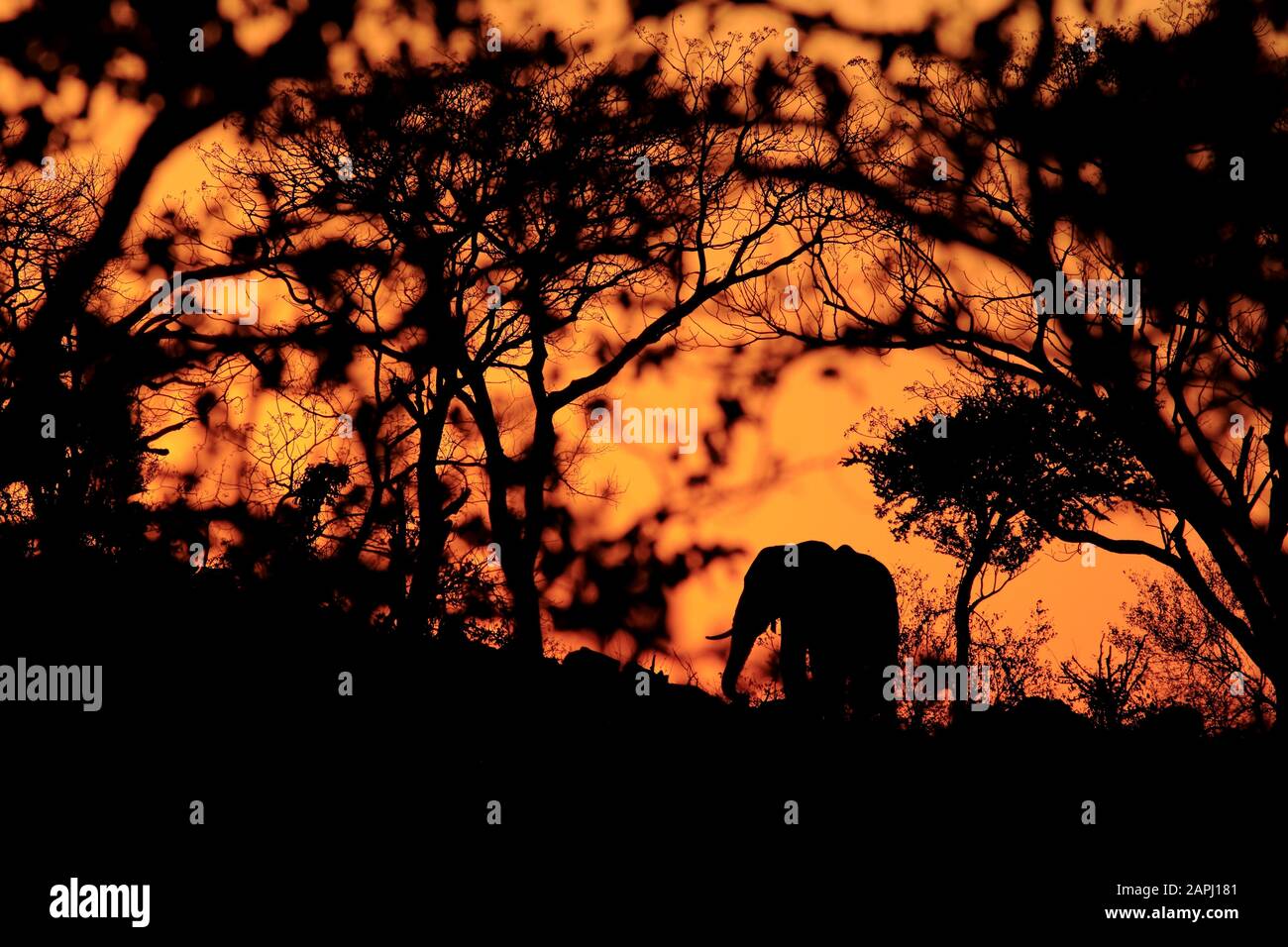 Elephants Sunset Sky High Resolution Stock Photography and Images - Alamy