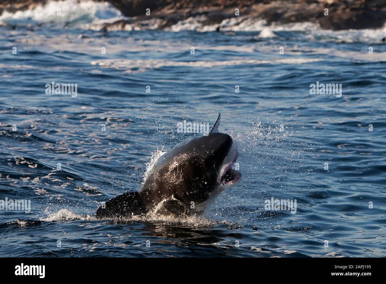 Great White Shark, carcharodon carcharias, Adult Breaching, False Bay ...
