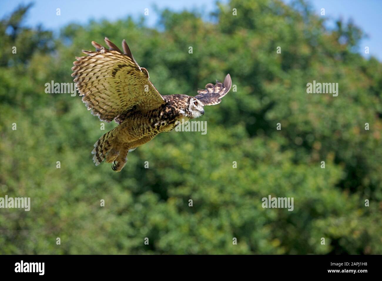Cape Eagle Owl Bubo Capensis High Resolution Stock Photography and ...