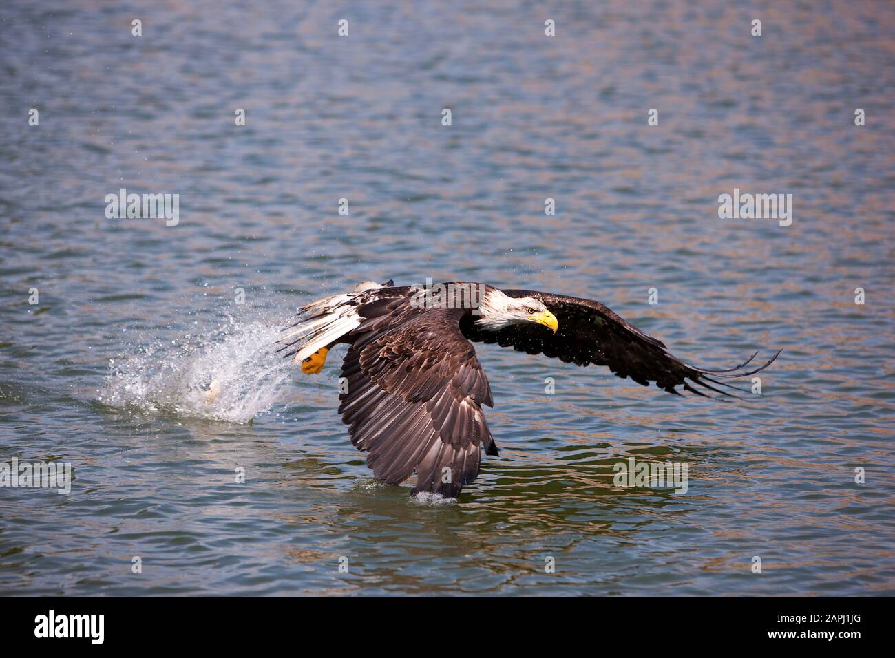 Bald Eagle, haliaeetus leucocephalus, Juvenile in Flight, Fishing Stock ...