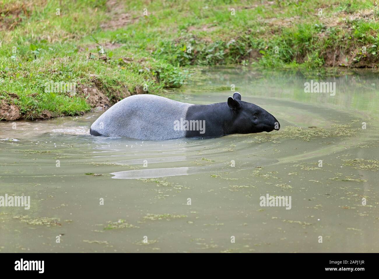 Malayan Tapir, tapirus indicus, Adult Standing in Water Stock Photo - Alamy