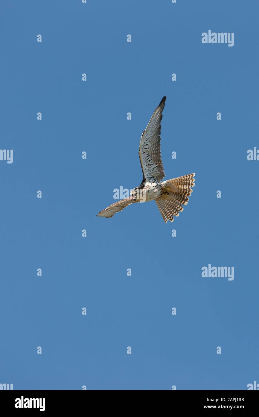 Endangered saker falcon hi-res stock photography and images - Alamy