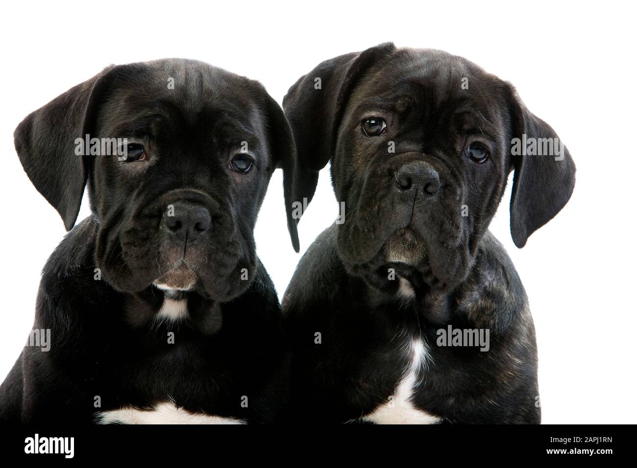 Cane Corso, Dog Breed from Italy, Portrait of Pup Against White ...