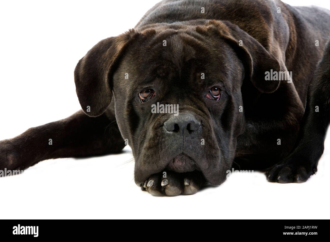 Cane Corso, Dog Breed from Italy, Portrait of Adult Against White ...