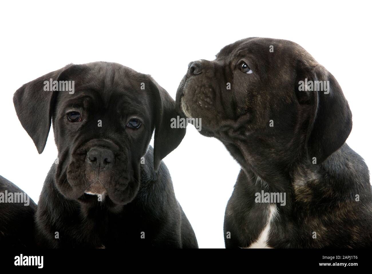 Cane Corso, Dog Breed from Italy, Portrait of Pup Against White ...
