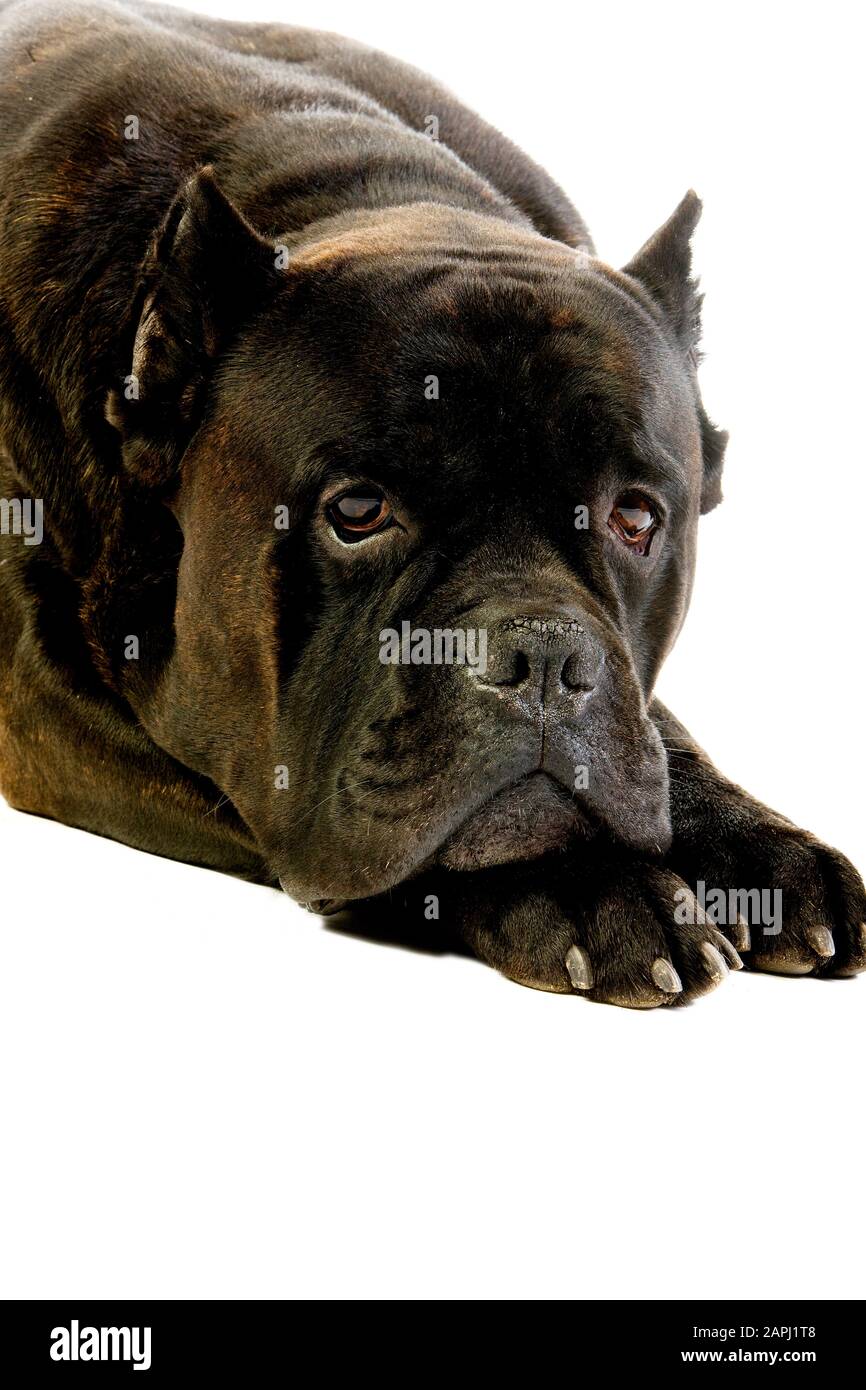 Cane Corso, Dog Breed from Italy, Portrait of Adult Against White ...