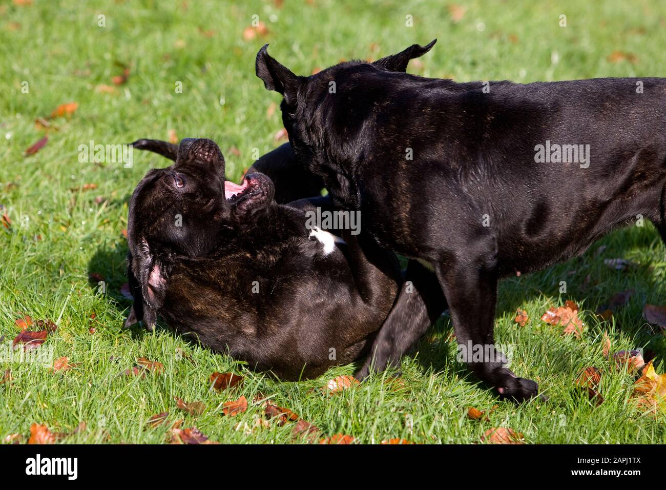 Cane Corso, Dog Breed from Italy, Adults Playing on Grass Stock Photo ...