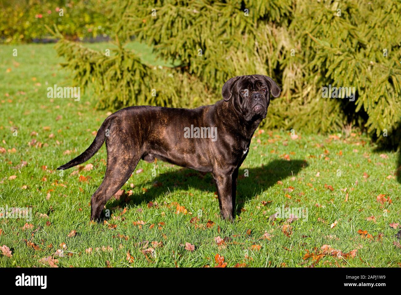 Cane Corso, Dog Breed from Italy, Male Standing on Grass Stock Photo ...