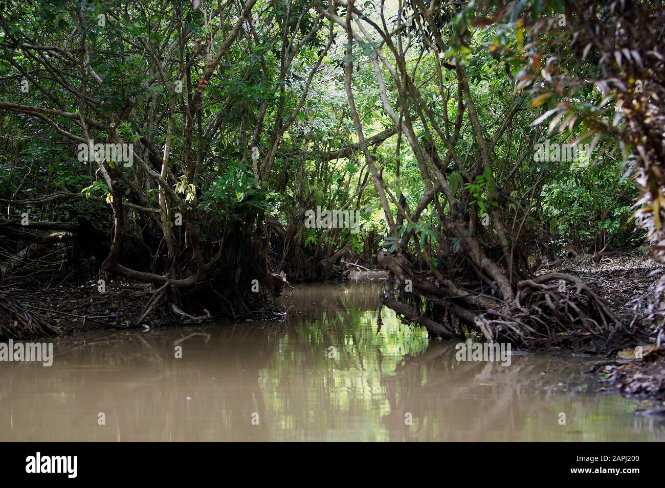 River forest in orinoco delta hi-res stock photography and images - Alamy