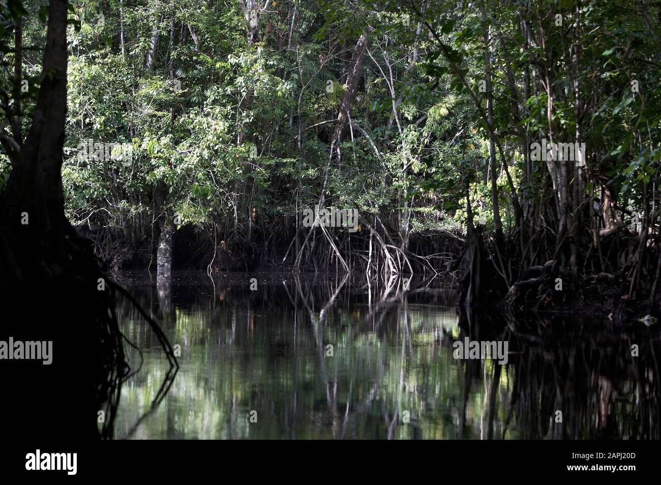 Forest river orinoco delta in hi-res stock photography and images - Alamy