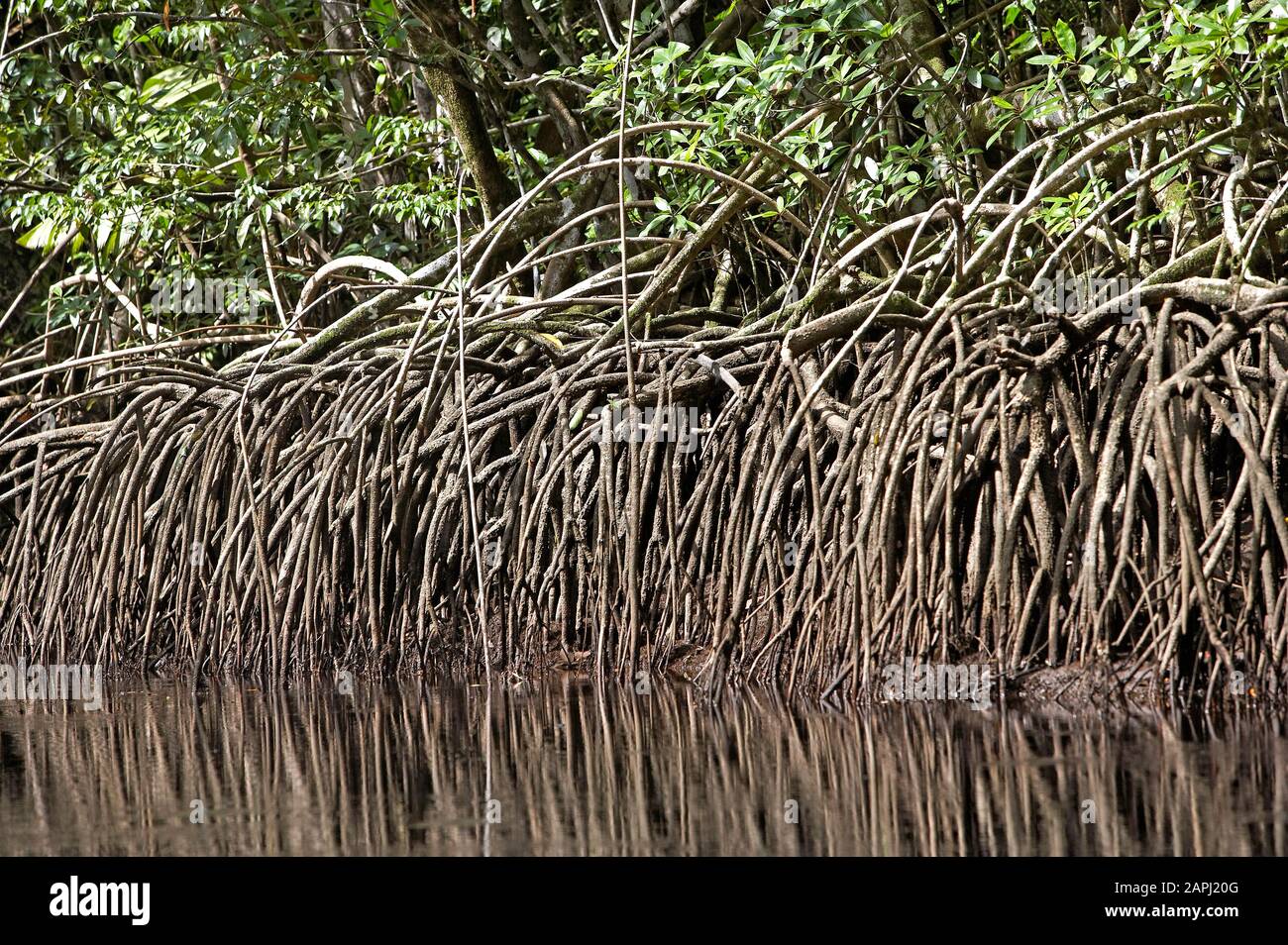 Forest river orinoco delta in hi-res stock photography and images - Alamy