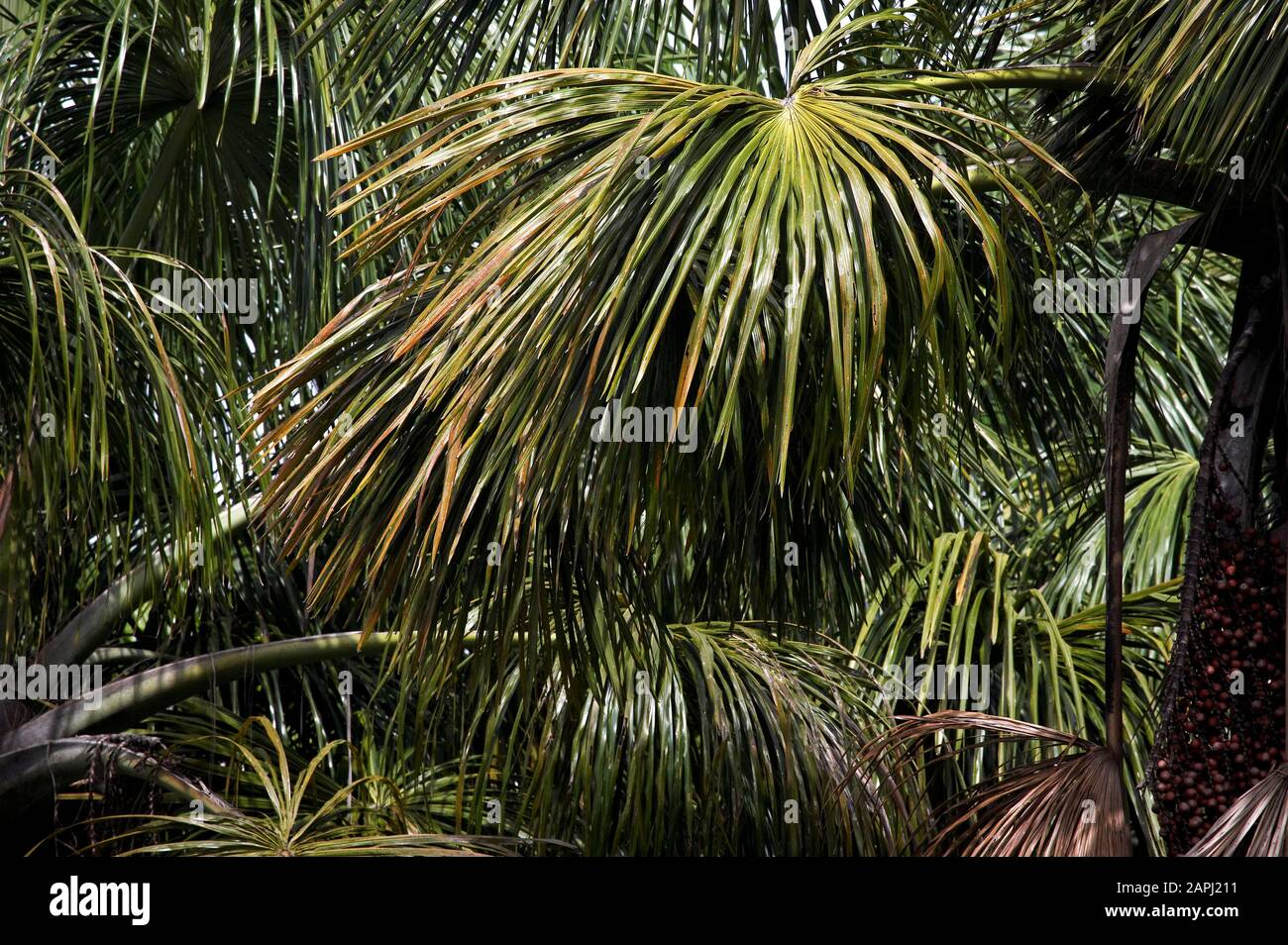 Palm Tree, Orinoco Delta in Venezuela Stock Photo - Alamy