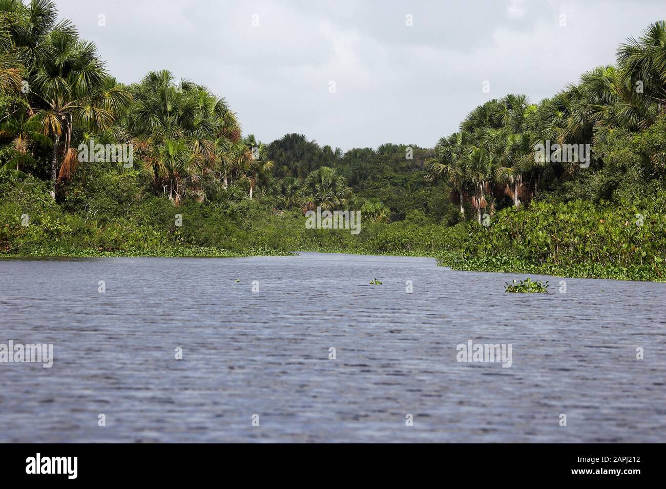 Orinoco Delta in Venezuela Stock Photo - Alamy