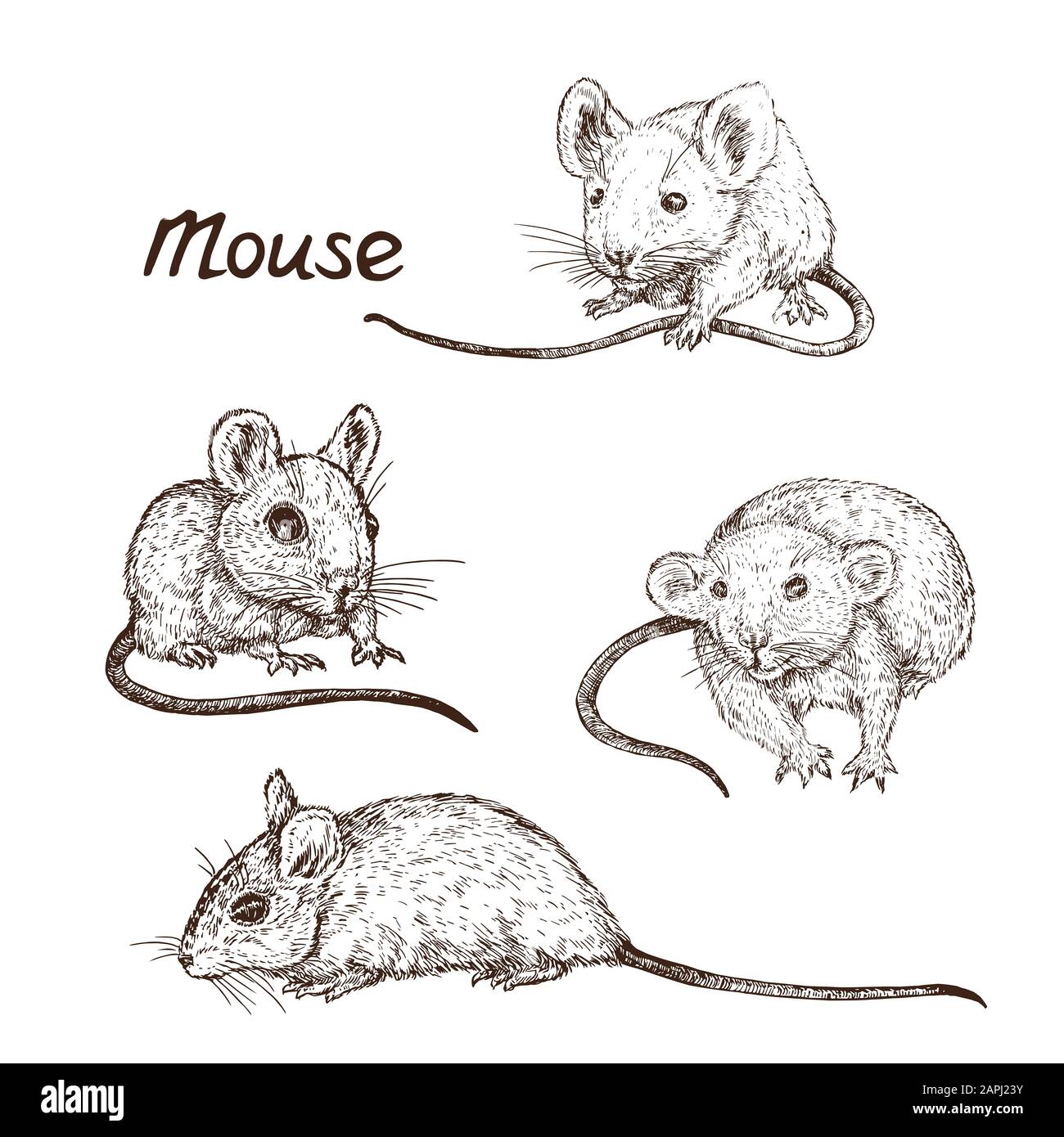 Mouse (rats) isolated collection, hand drawn gravure style, sketch ...