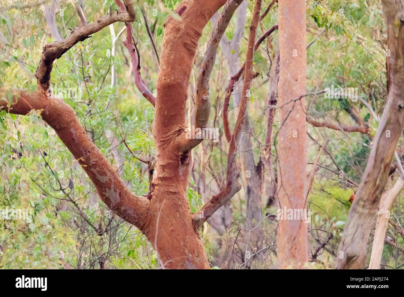 A brown tree trunk and branches in a green forest Stock Photo - Alamy
