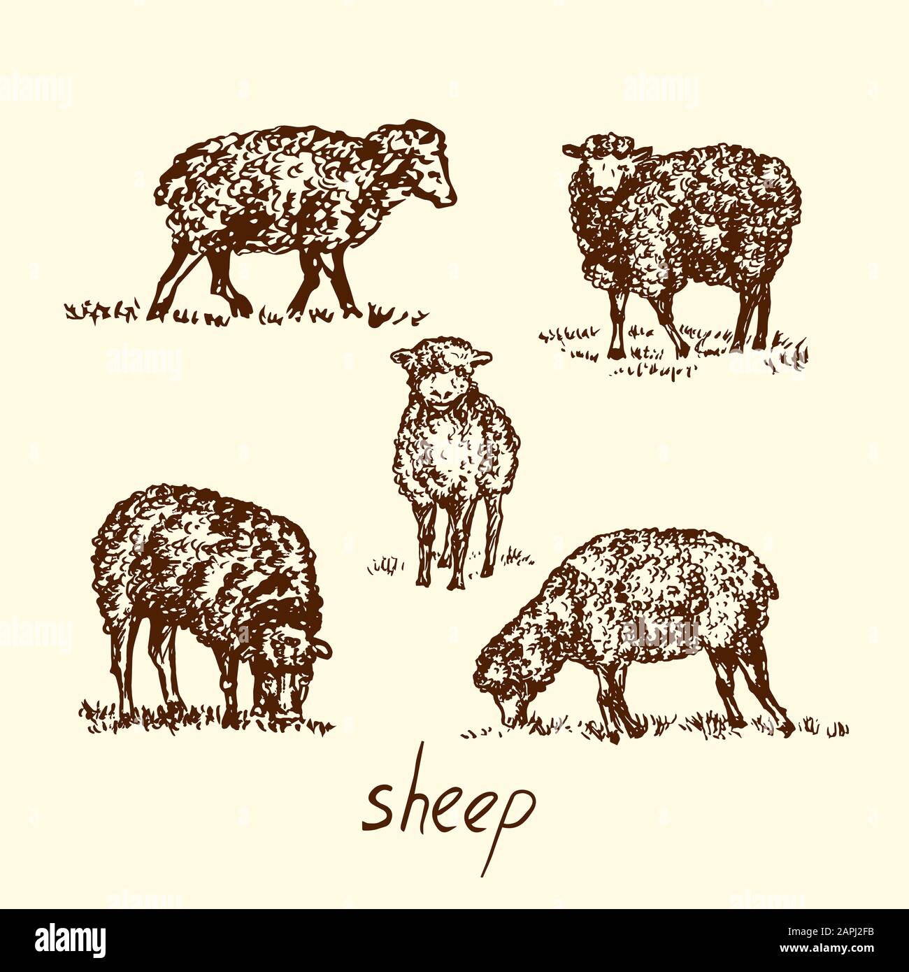 Sheep collection, hand drawn doodle, sketch in gravure style ...