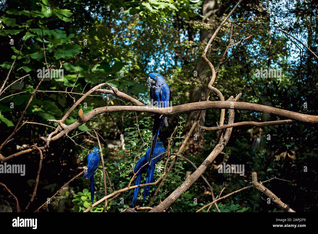 Macaws as pets hi-res stock photography and images - Alamy