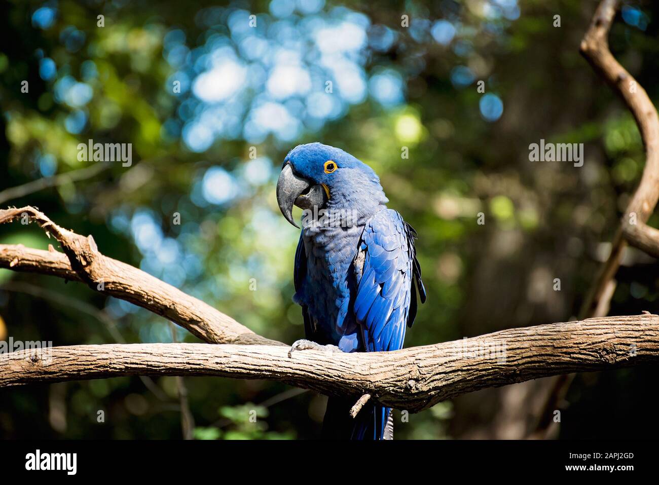 Blue Macaw sitting on a tree branch Stock Photo - Alamy