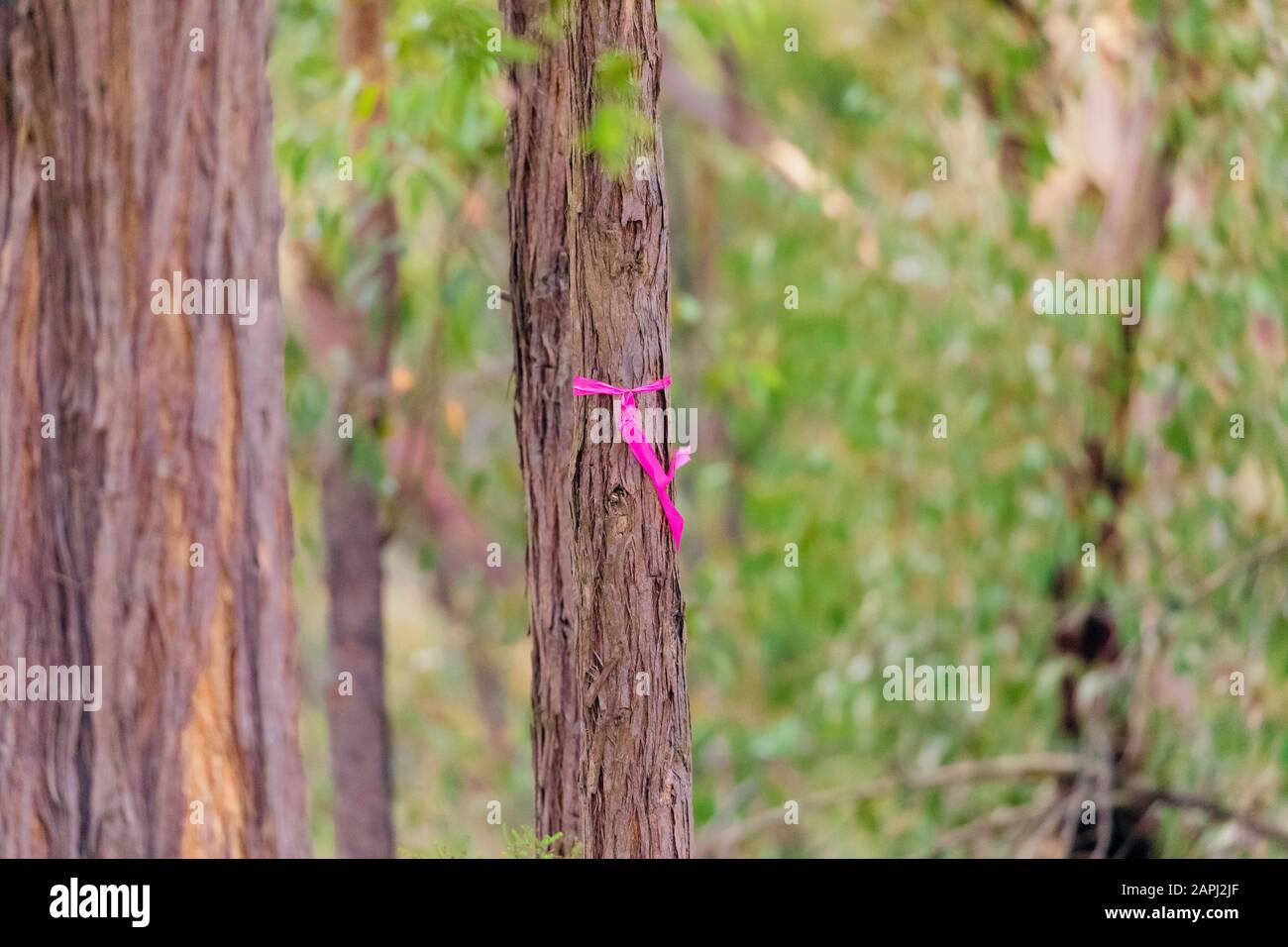 Rural Fire Service hazard reduction burning pink ribbon on a tree Stock ...