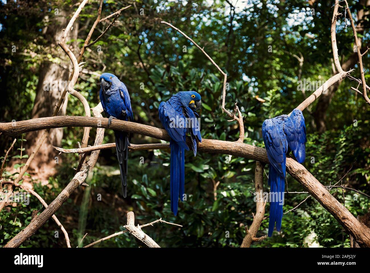 Three Blue Macaws sitting on a branch Stock Photo - Alamy