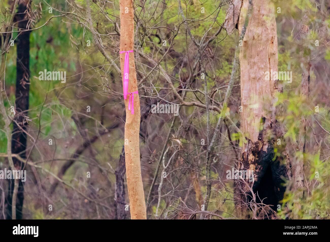Rural Fire Service hazard reduction burning pink ribbon on a tree Stock ...