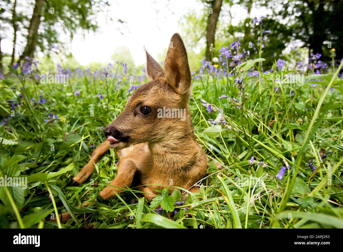 Young roe deer resting hi-res stock photography and images - Alamy