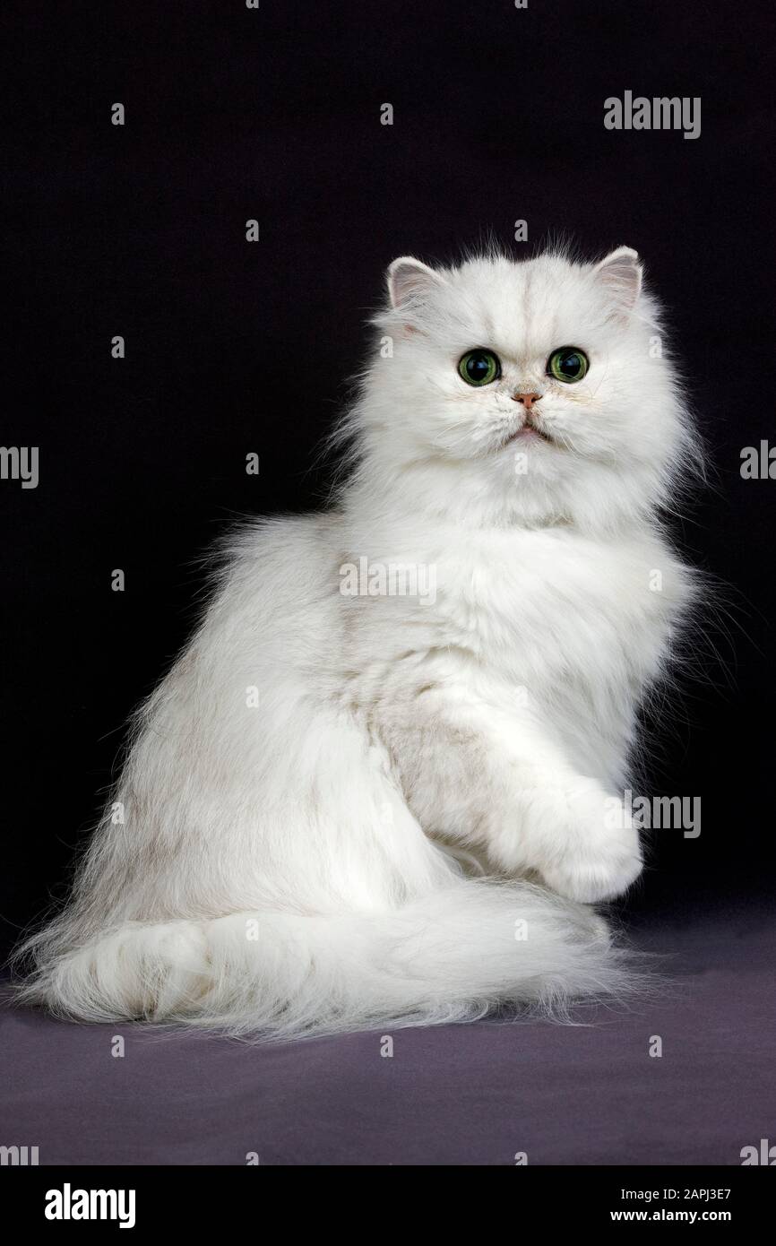 Black persian domestic cat adult hi-res stock photography and images ...