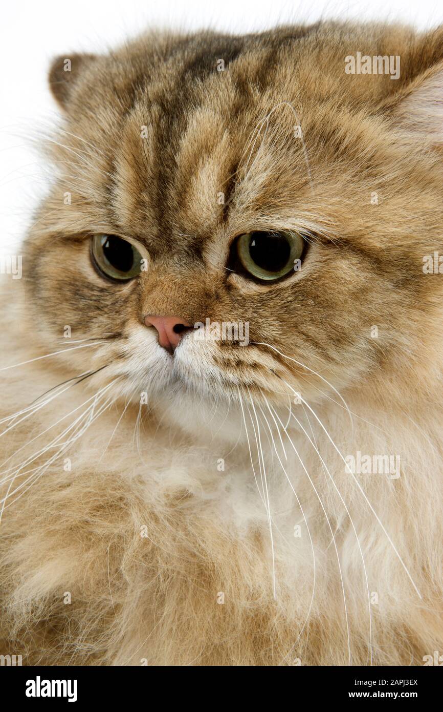 Golden persian cat hi-res stock photography and images - Alamy