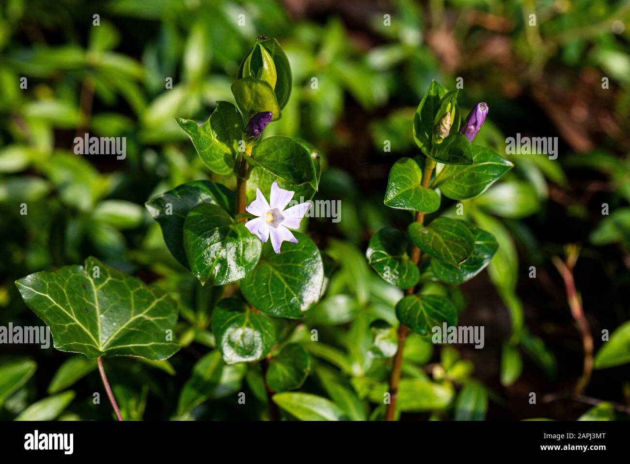 A lesser periwinkle (Vinca minor Stock Photo - Alamy