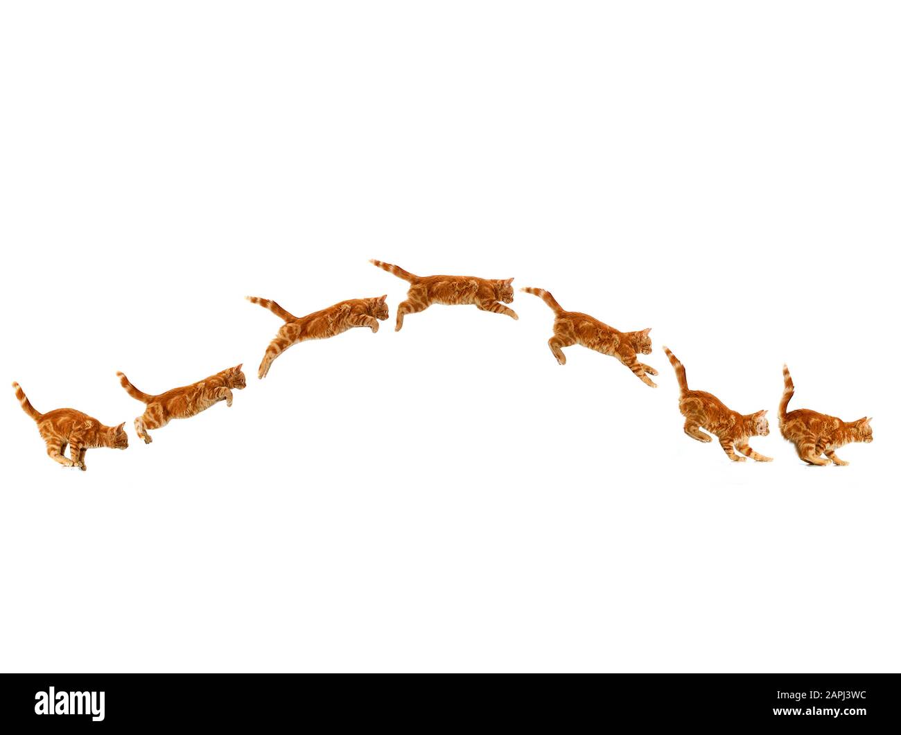 Cat leaping sequence hi-res stock photography and images - Alamy