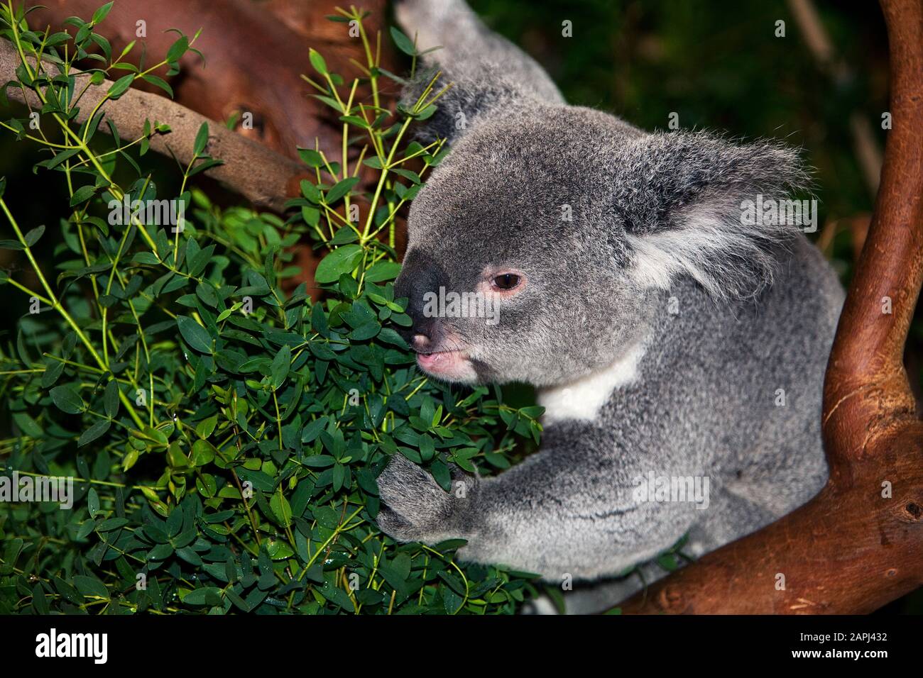 Koala, phascolarctos cinereus, Male eating Bamboo Stock Photo - Alamy