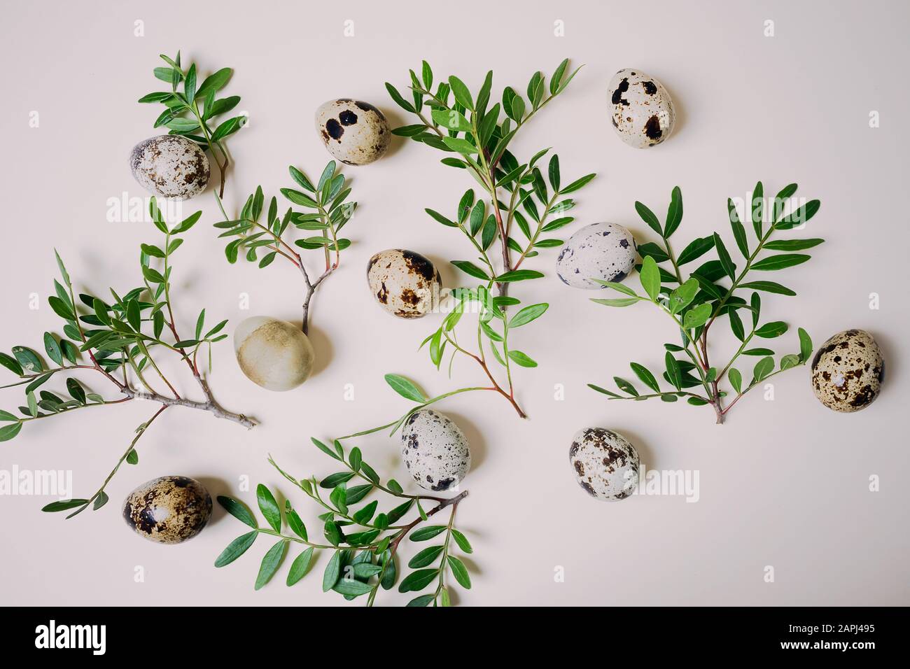 Quail eggs and branches with green leaves lie on a light pastel ...